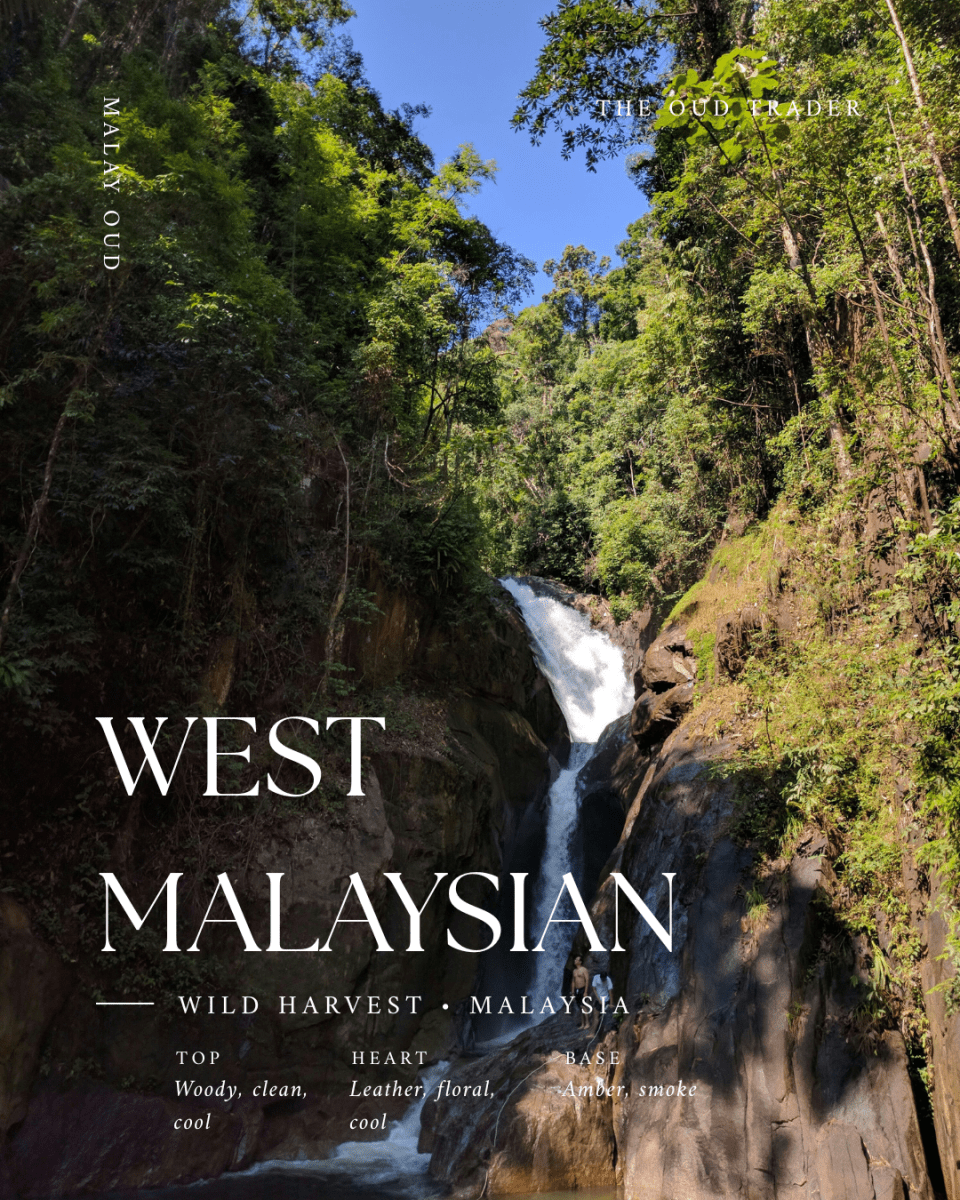 West Malaysian Wild Oud Oil | The Oud Trader